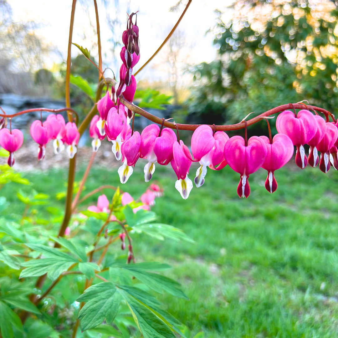 Seeing Hearts – Jasmine Seven